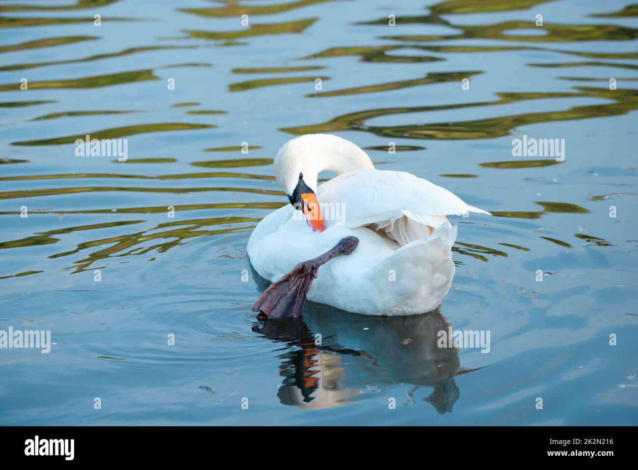 White swan flapping the wings, Moselle river in Germany, water birds ...