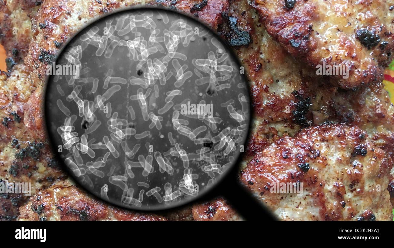 Searching for bacteria in meat Stock Photo - Alamy