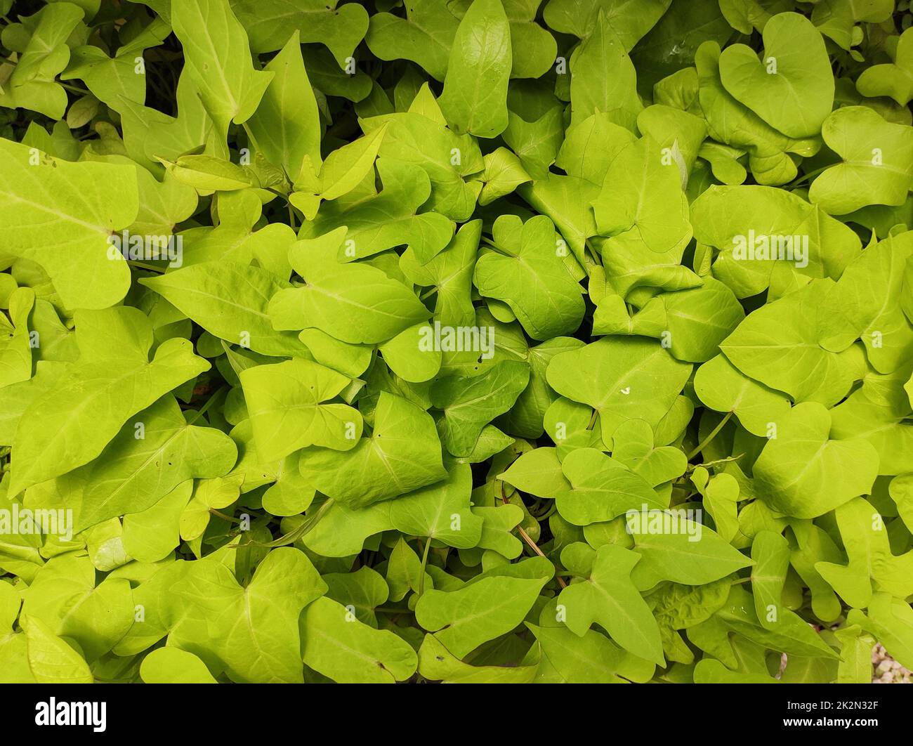 Green creeping garden foliage, top view Stock Photo - Alamy
