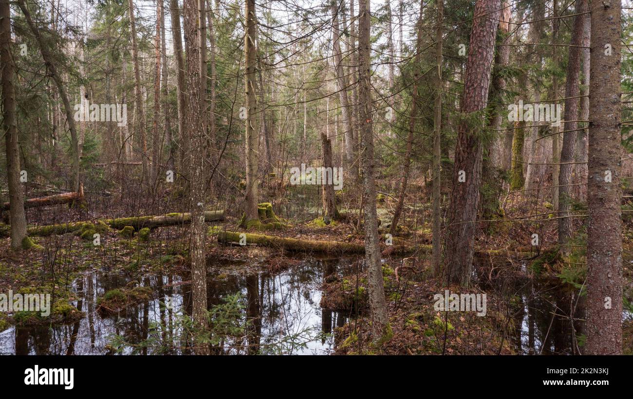 Swapy forest stand with broken trees Stock Photo - Alamy