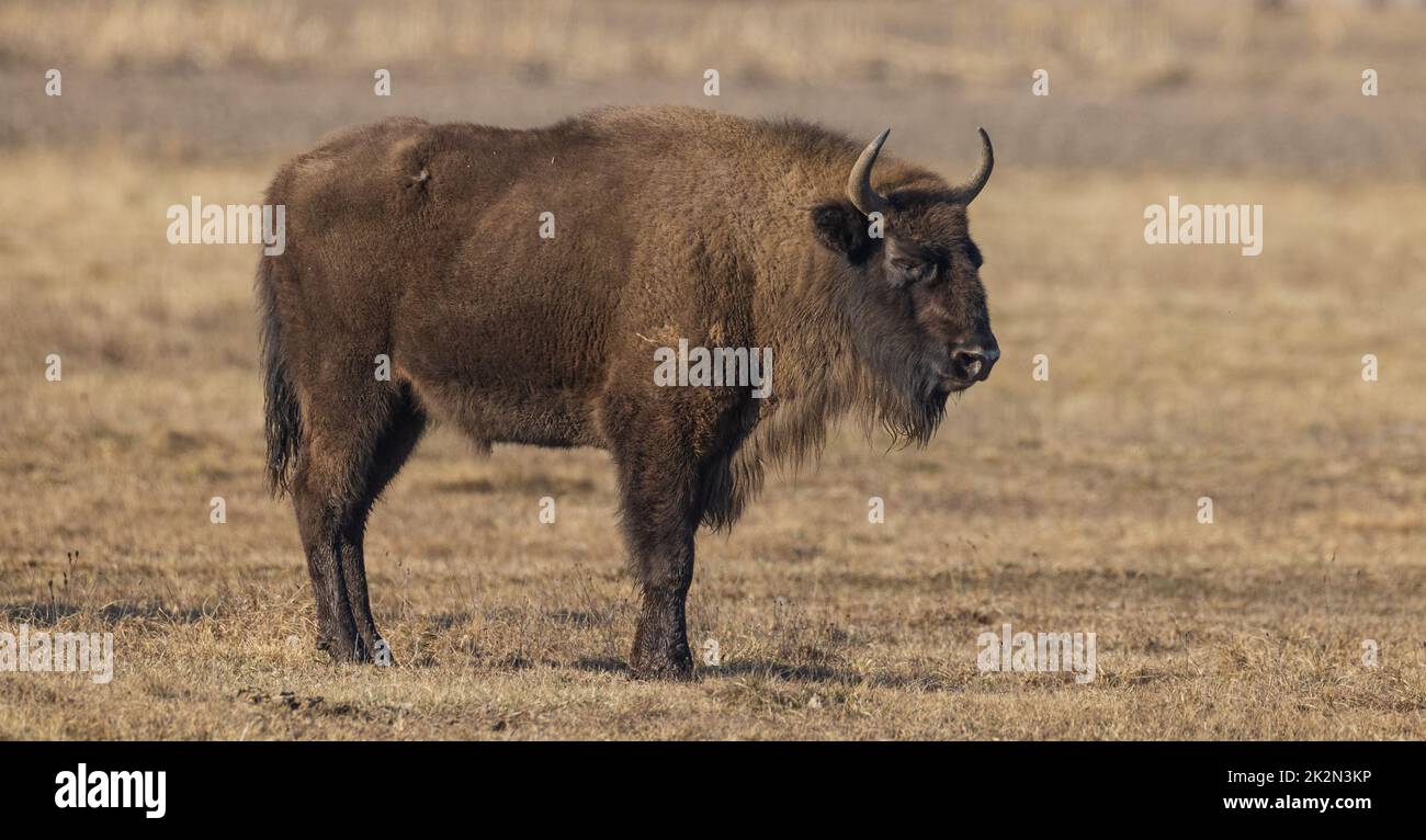 Female bison hi-res stock photography and images - Alamy