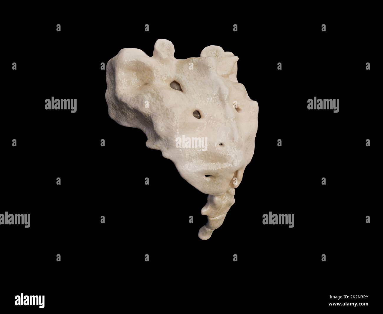 3d rendered illustration of the sacrum, illustration of human skeleton ...