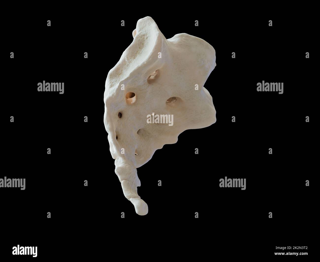 3d rendered illustration of the sacrum, illustration of human skeleton ...