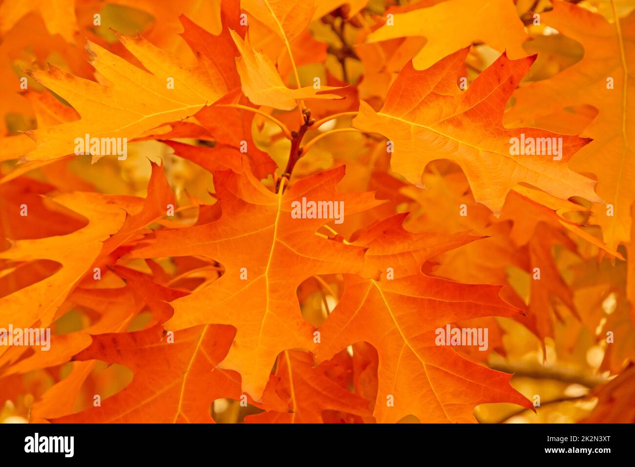 Oak tree foliage hi-res stock photography and images - Alamy