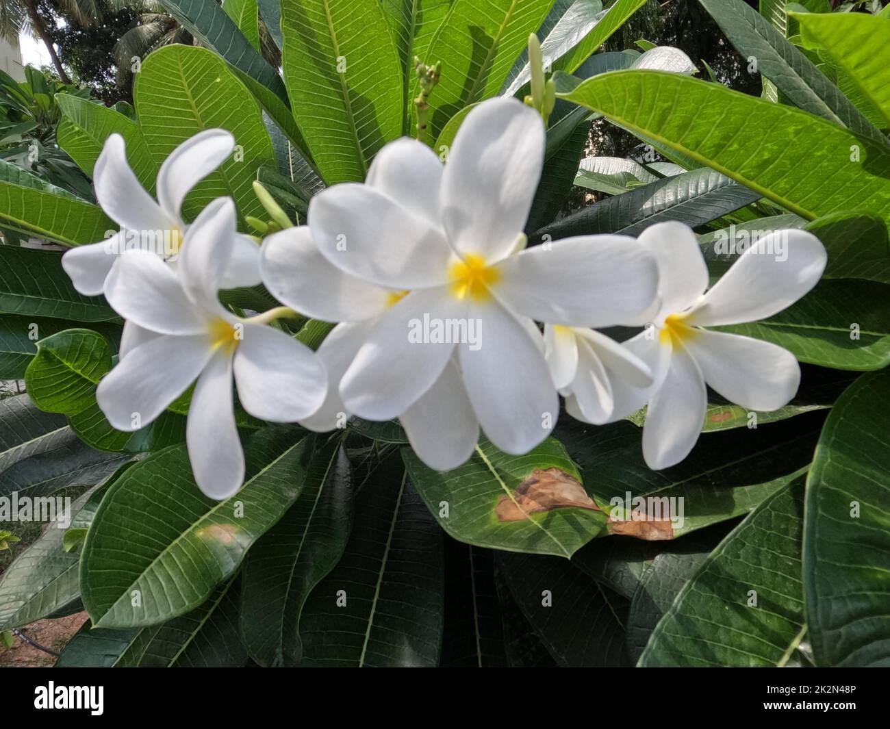 out of focus White and yellow plumeria flowers blooming on tree ...
