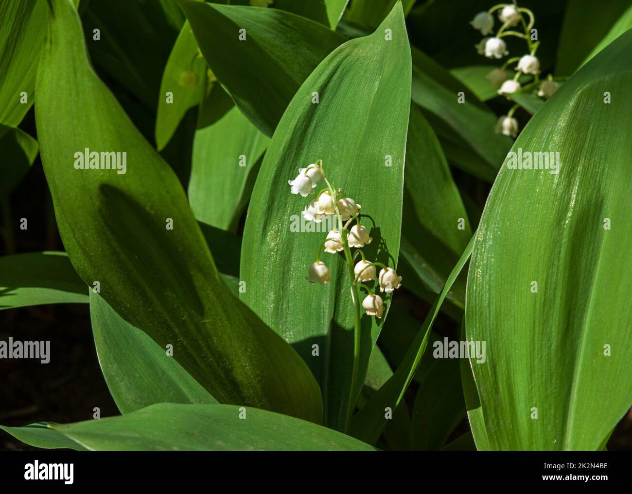 Lily of the valley flower (Lat. Convallaria) is white Stock Photo - Alamy