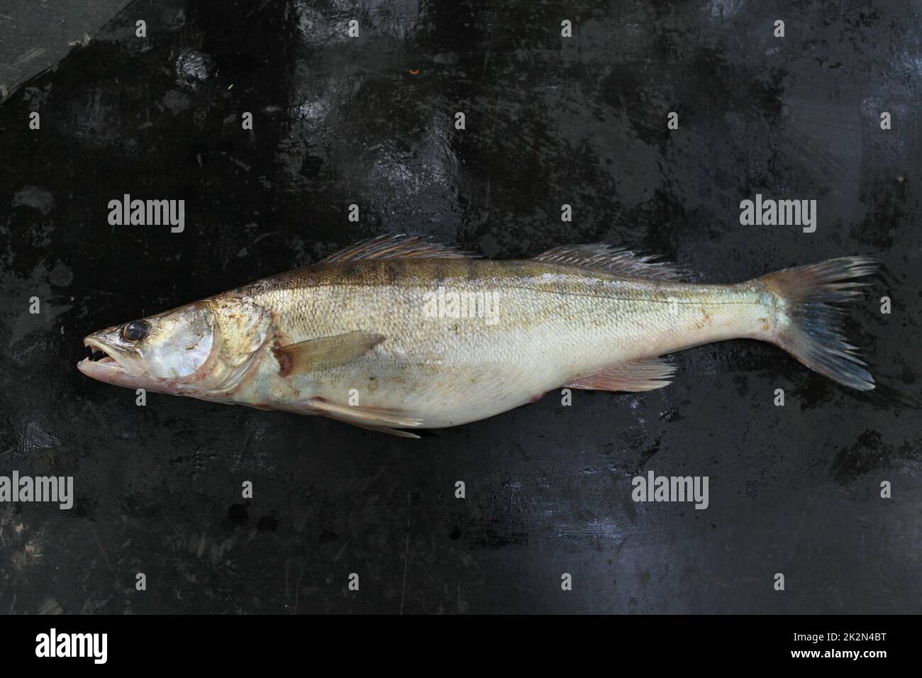 predator fish zander on a dark background Stock Photo - Alamy