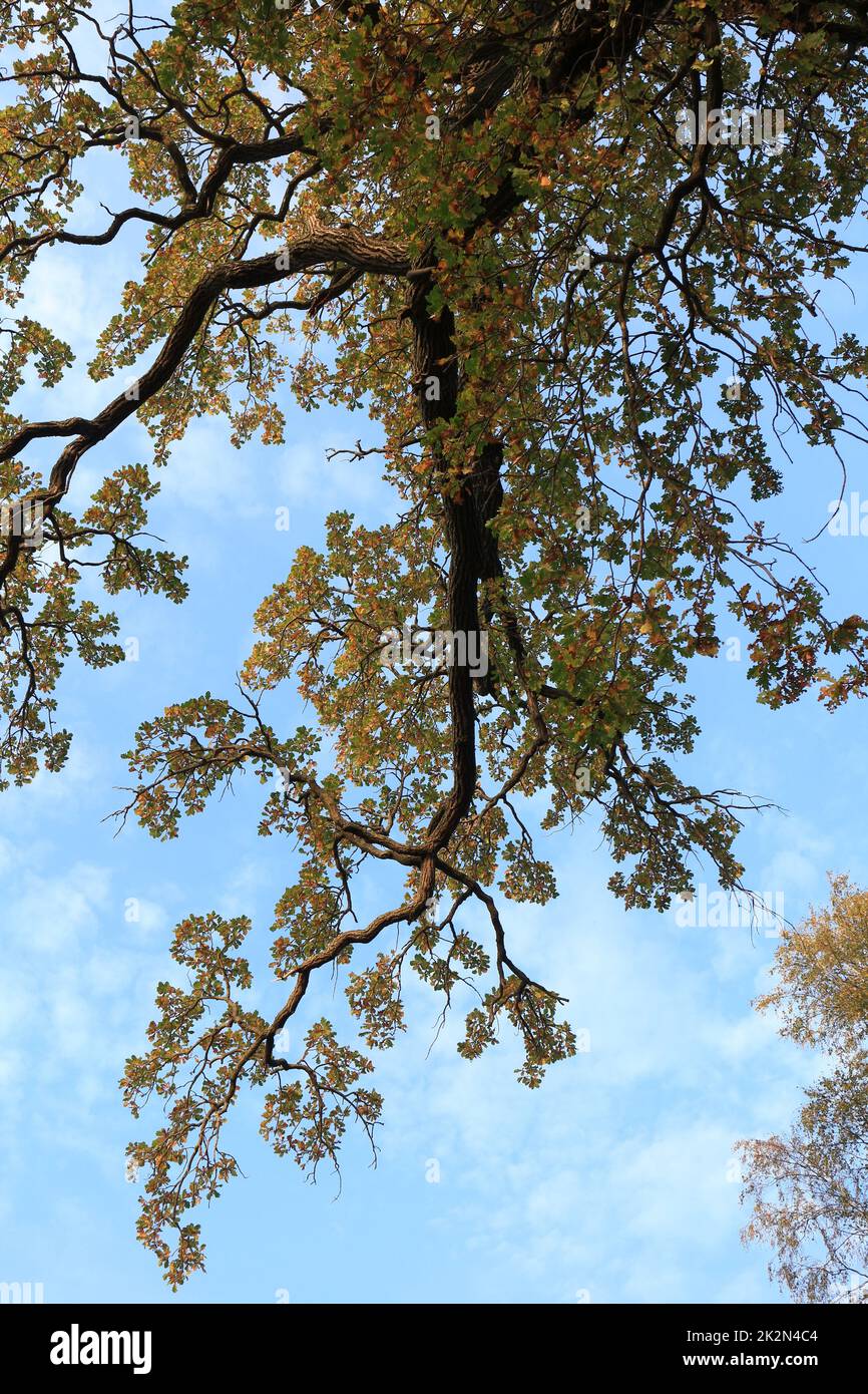 branches of a huge sprawling oak overhead Stock Photo - Alamy
