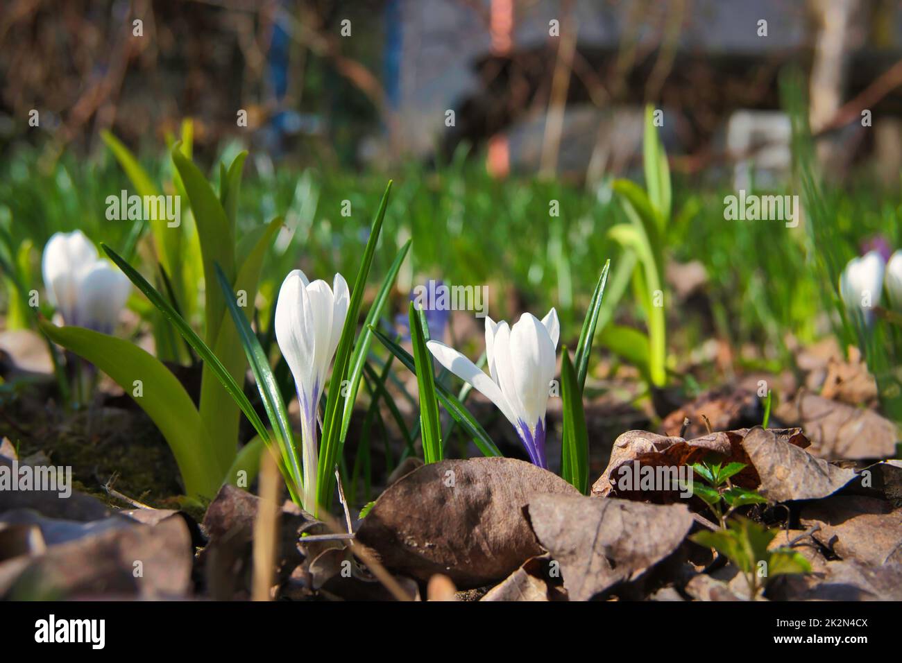 Purple crocus flowers awakening in spring meadow Stock Photo - Alamy