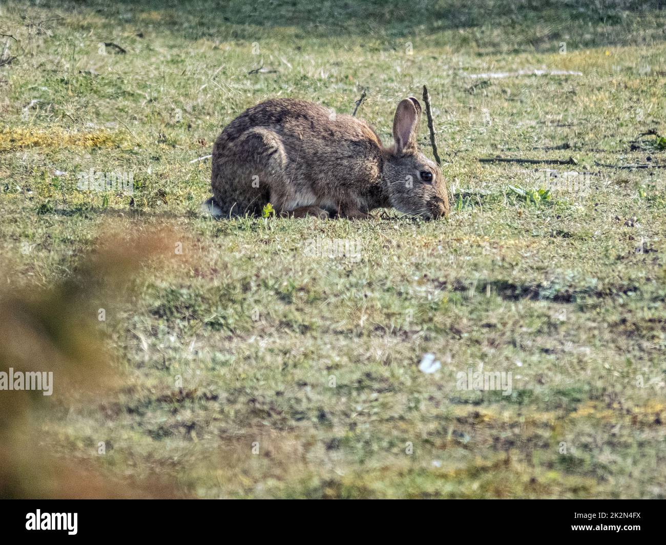 European wild rabbits hi-res stock photography and images - Alamy