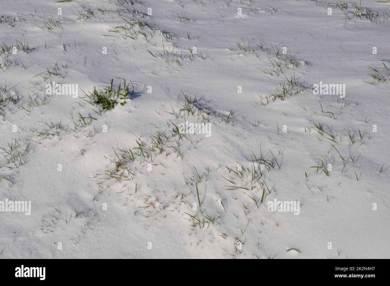 Green fields with snow hi-res stock photography and images - Alamy