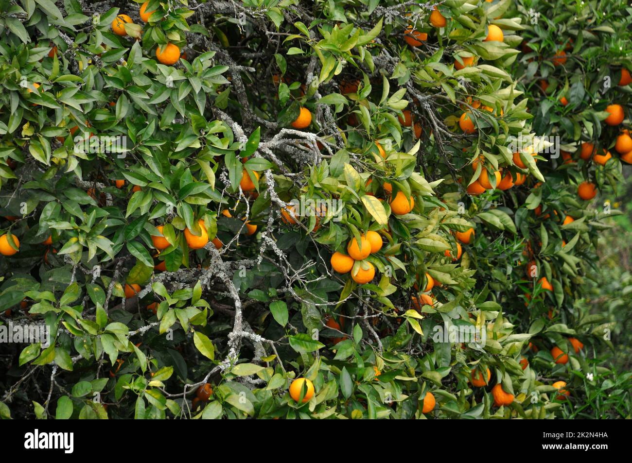 Orange tree near the Douro in Portugal Stock Photo - Alamy