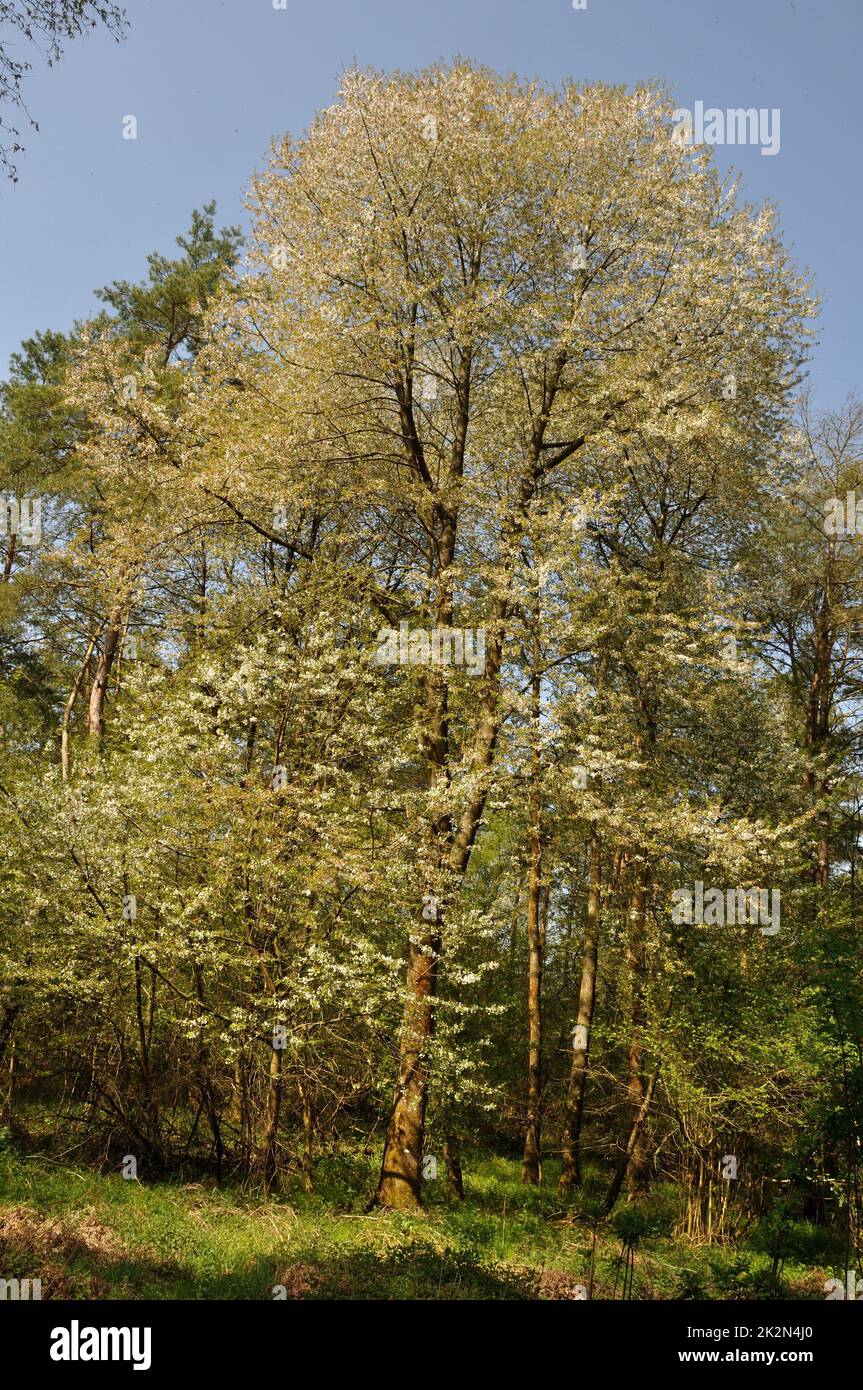 The Communal forest of Saint-Pierre-Les-Elbeuf Stock Photo - Alamy