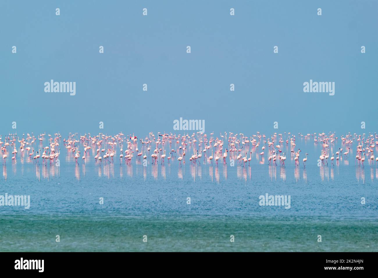 Sambhar lake flamingo hi-res stock photography and images - Alamy