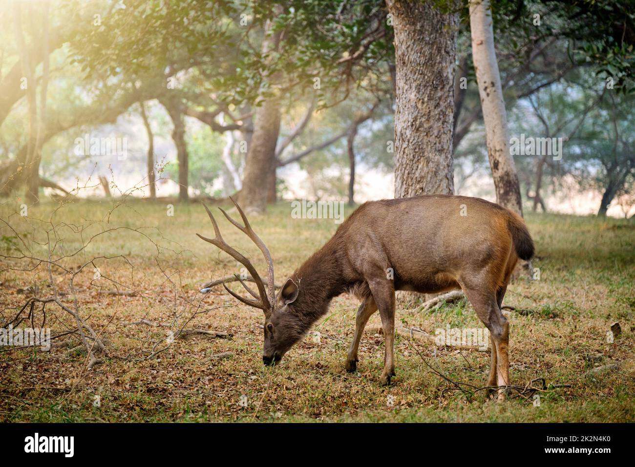 Male sambar Rusa unicolor deer in Ranthambore National Park, Rajasthan ...
