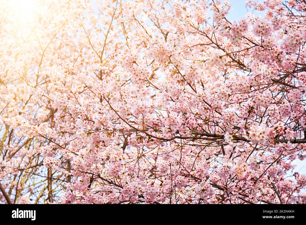 Blooming sakura cherry blossom close hi-res stock photography and ...
