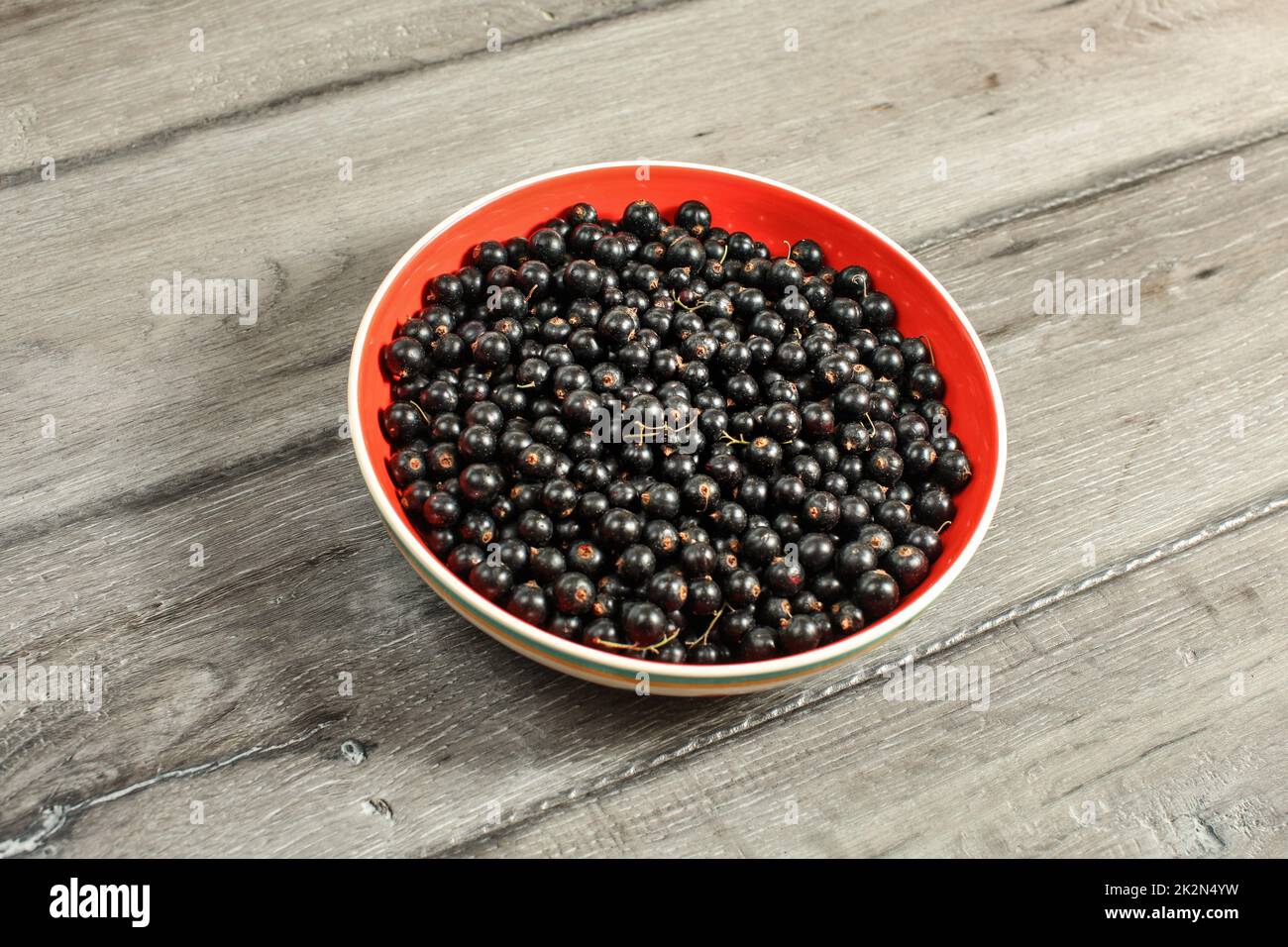 Ceramic bowl, red inside, with freshly picked blackcurrants (Ribes ...