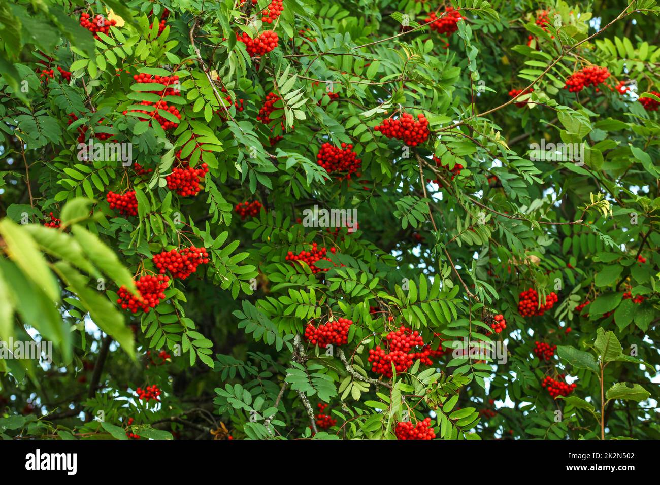 Rowan (Sorbus aucuparia) tree, ash berry clusters with green leaves ...