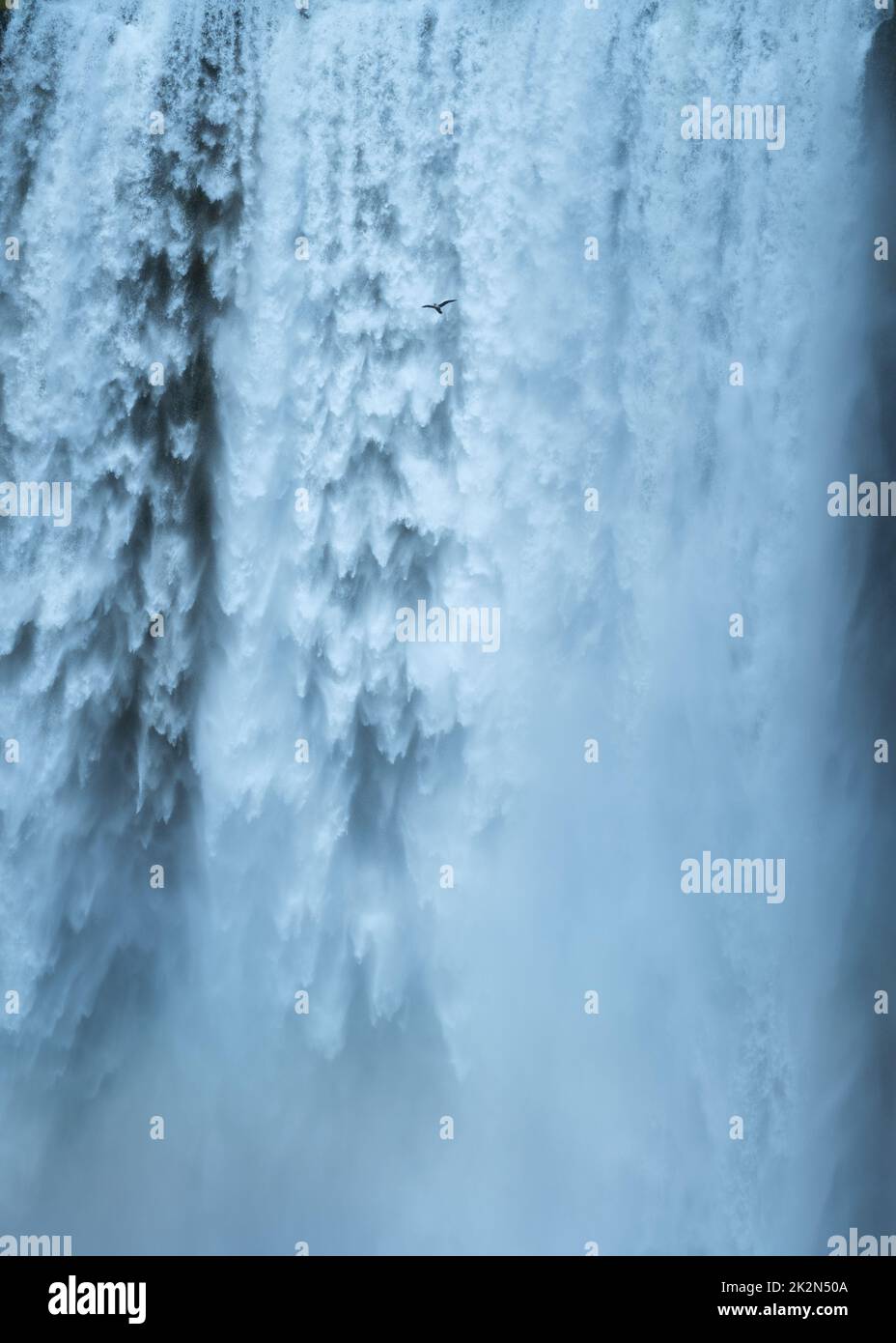 Seagull bird flying through powerful Skogafoss waterfall in summer at ...