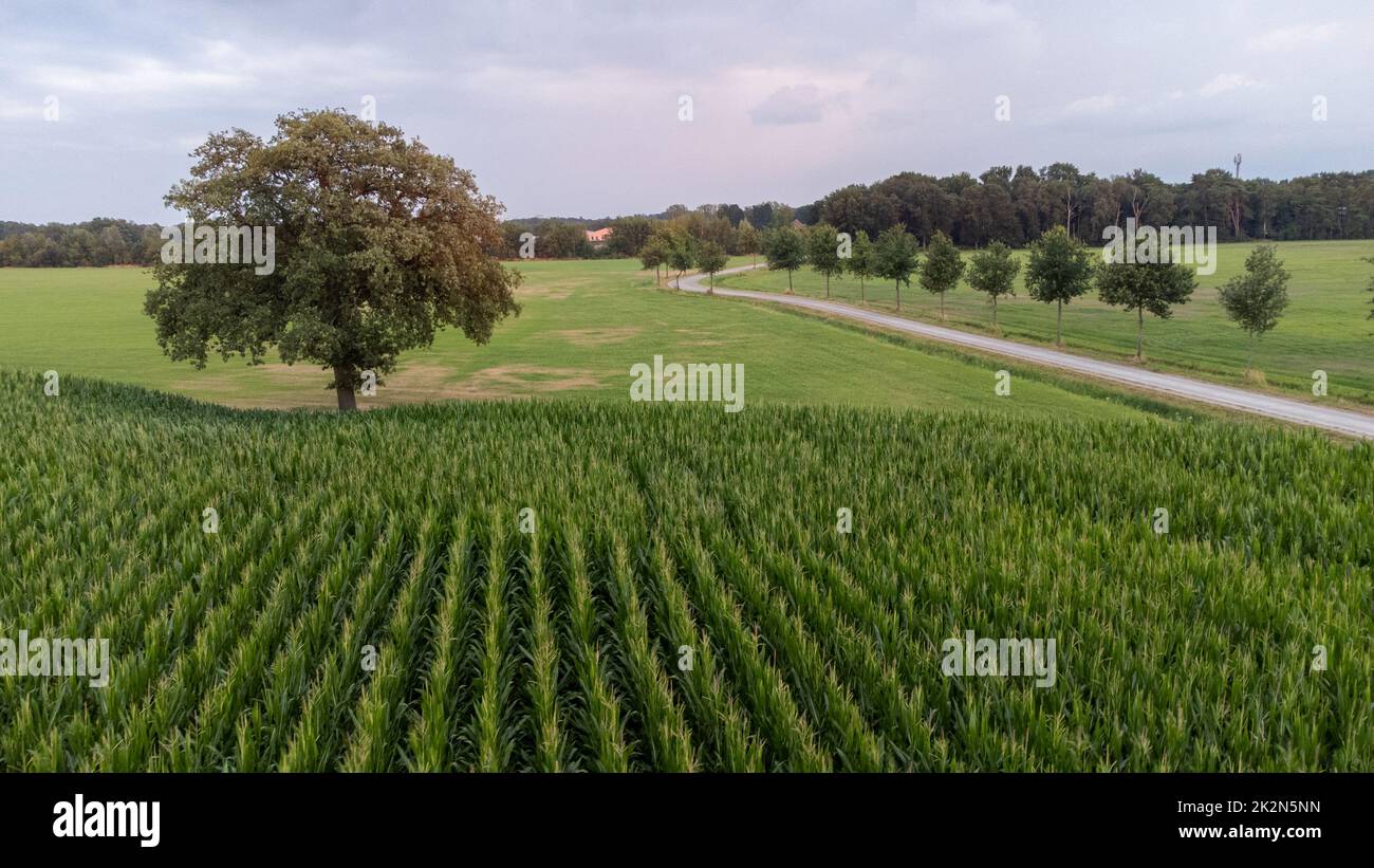Panoramic aerial view shot by a drone of a Green corn maize field in ...