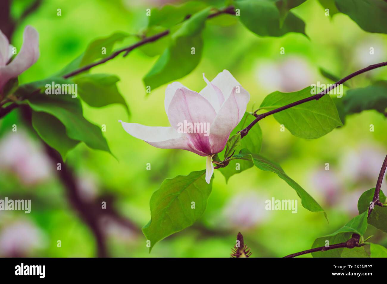 Magnolia spring flowers Stock Photo - Alamy