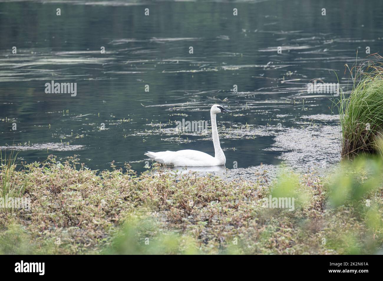 Alsakan hi-res stock photography and images - Alamy