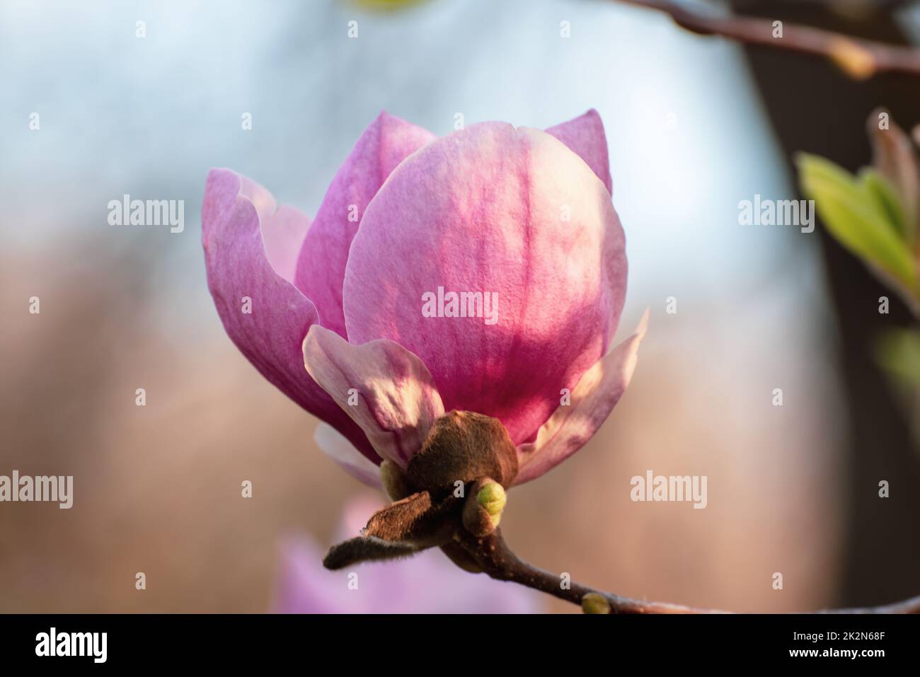 Magnolia spring flowers Stock Photo - Alamy