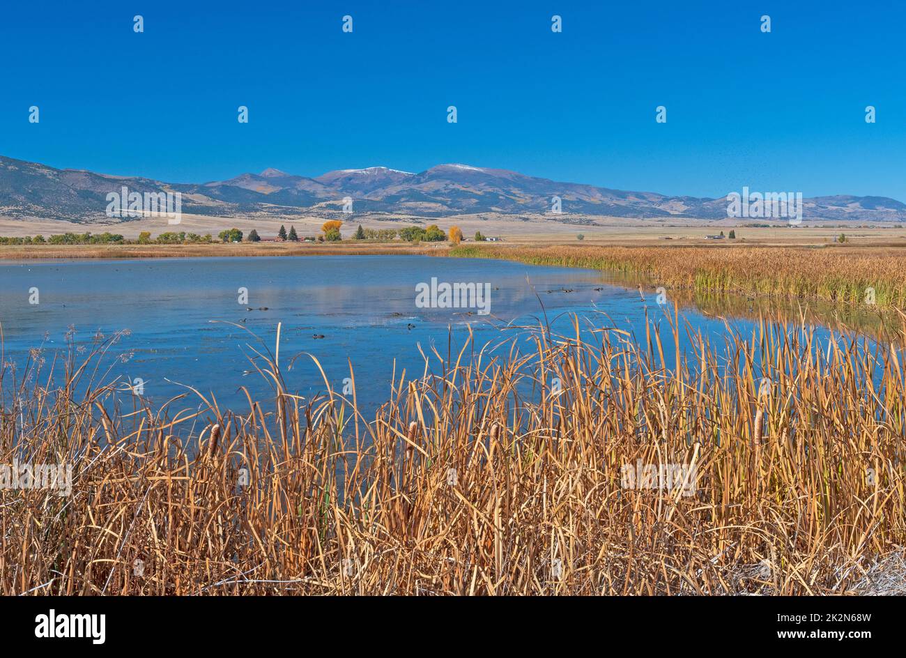 Wetland Pond in a Mountain Valley Stock Photo - Alamy
