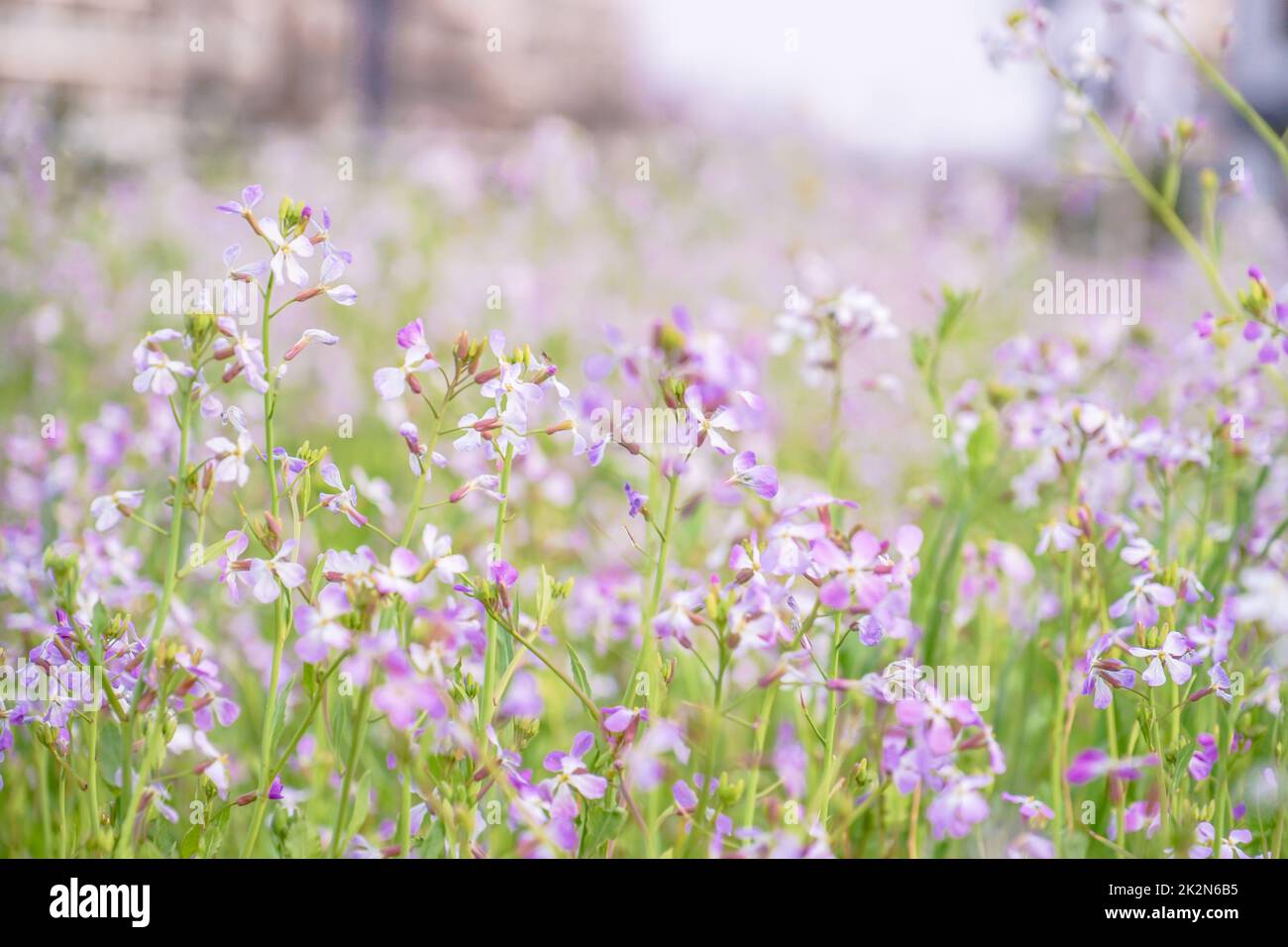 Spring flower garden. Shooting Location: Tokyo metropolitan area Stock ...