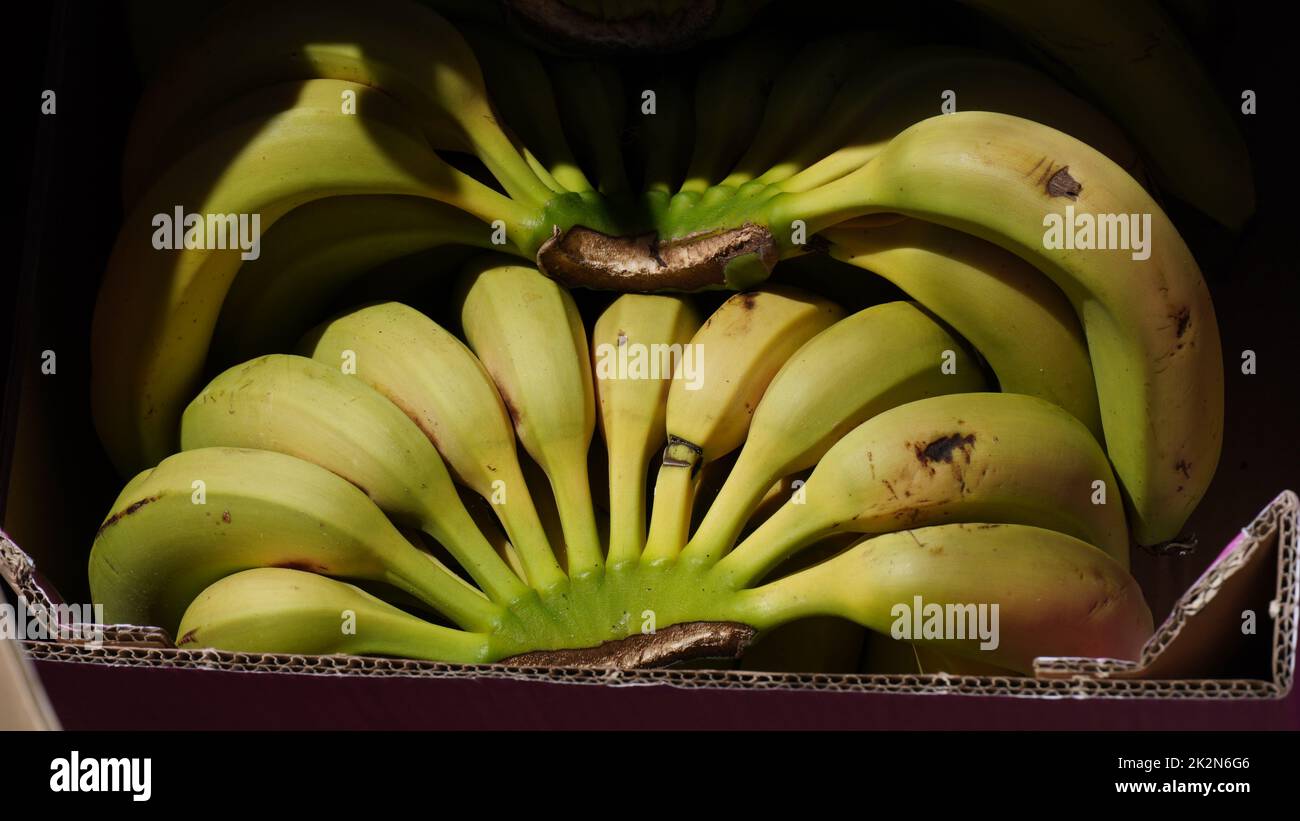Pile of bananas on a market. Fresh organic bananas Stock Photo - Alamy