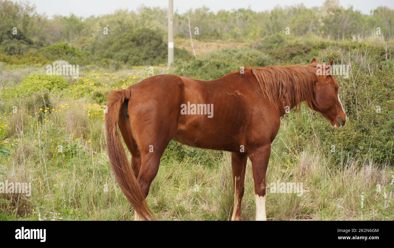 A chestnut color young mare grazing in a green field Stock Photo - Alamy