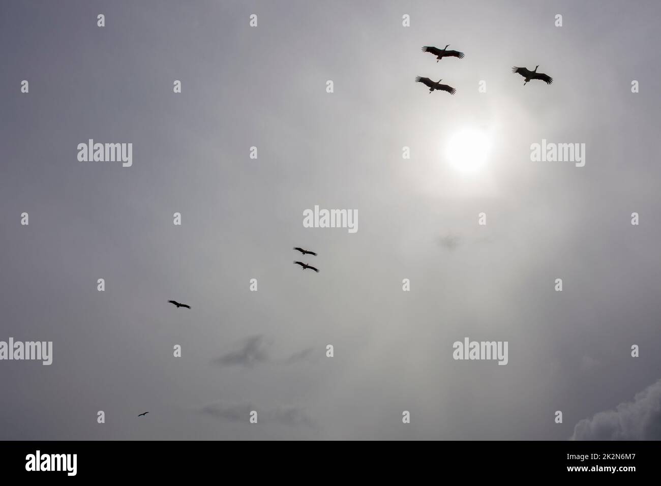 Flying white storks hi-res stock photography and images - Alamy
