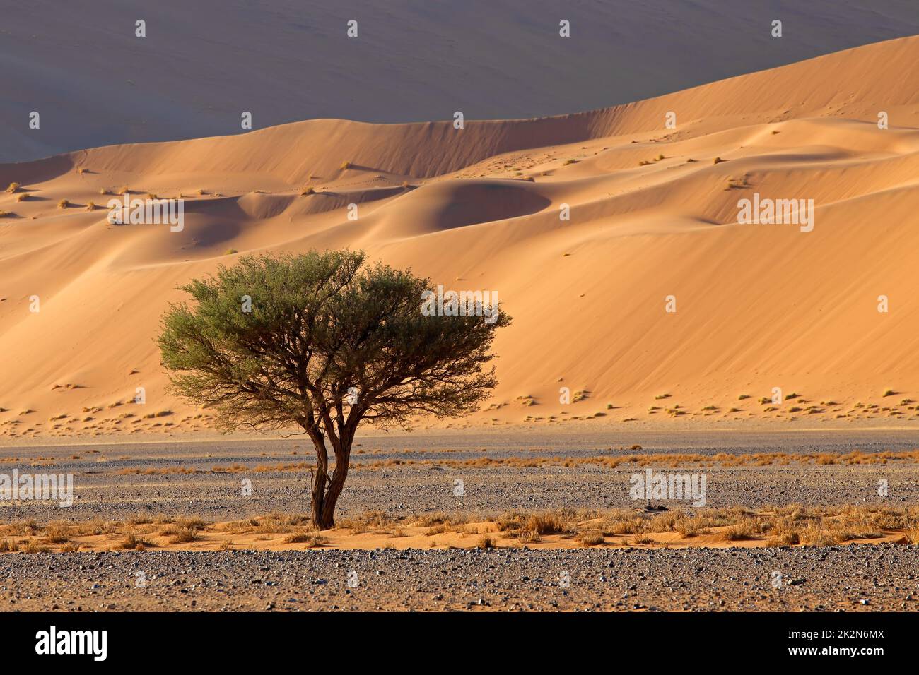 Desert landscape with tree - Namibia Stock Photo - Alamy