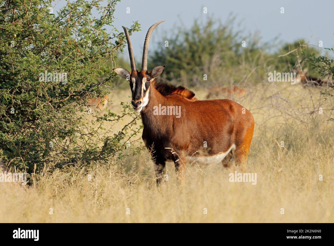 Sable antelope in natural habitat Stock Photo - Alamy