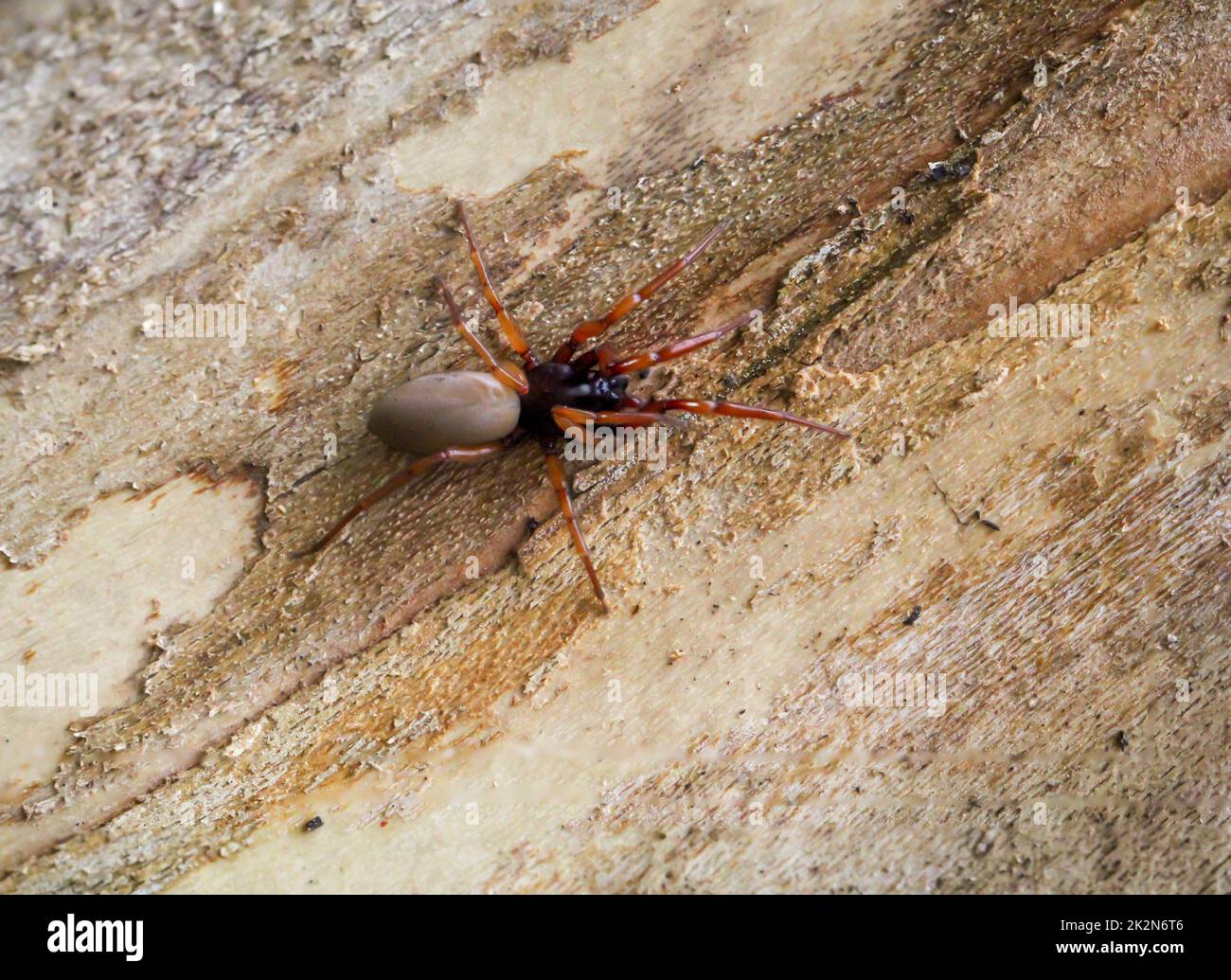 Close-up of a six-eyed spider. It is a family of the true web spiders ...