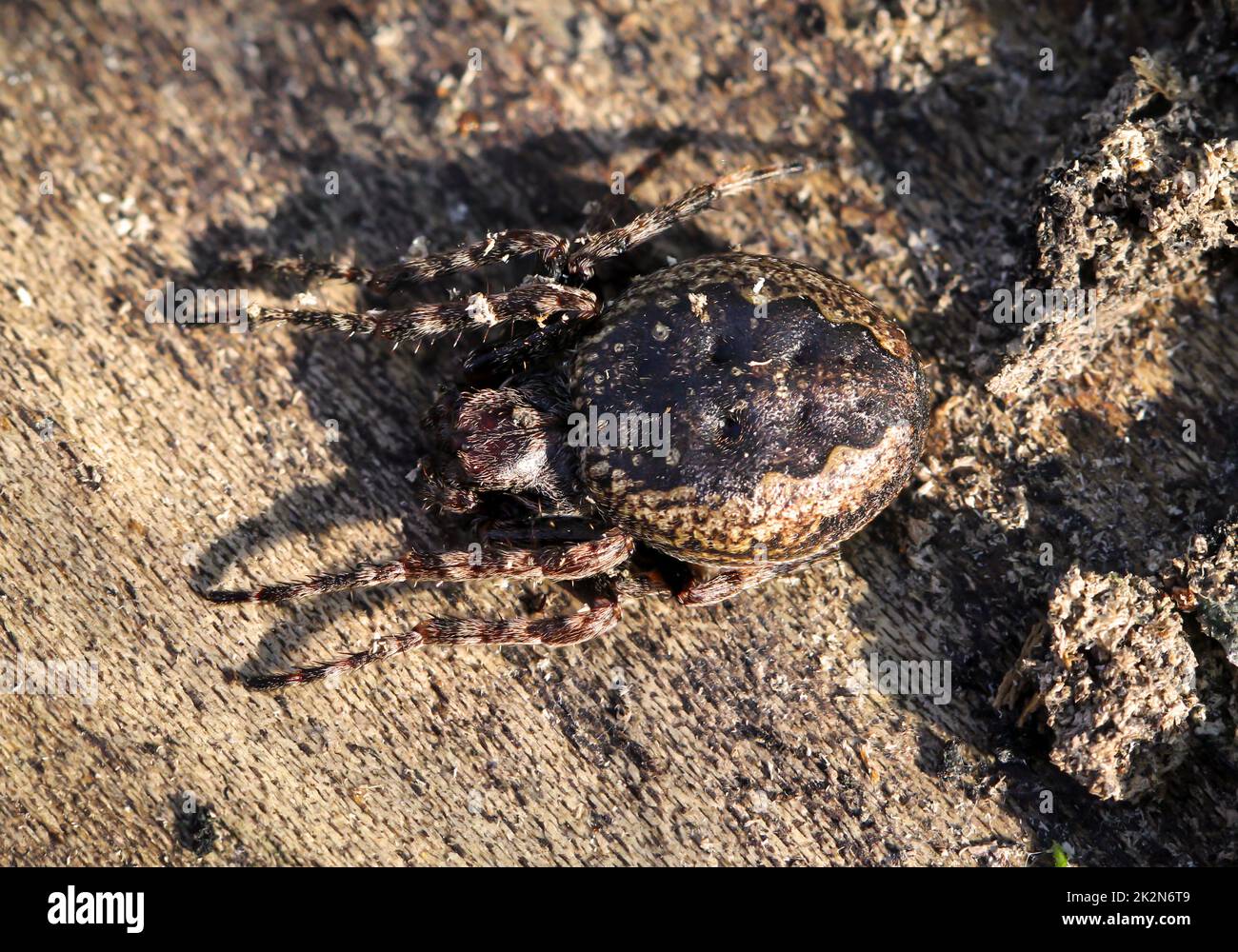 Close up of a crevice cross spider sitting on a piece of tree bark ...
