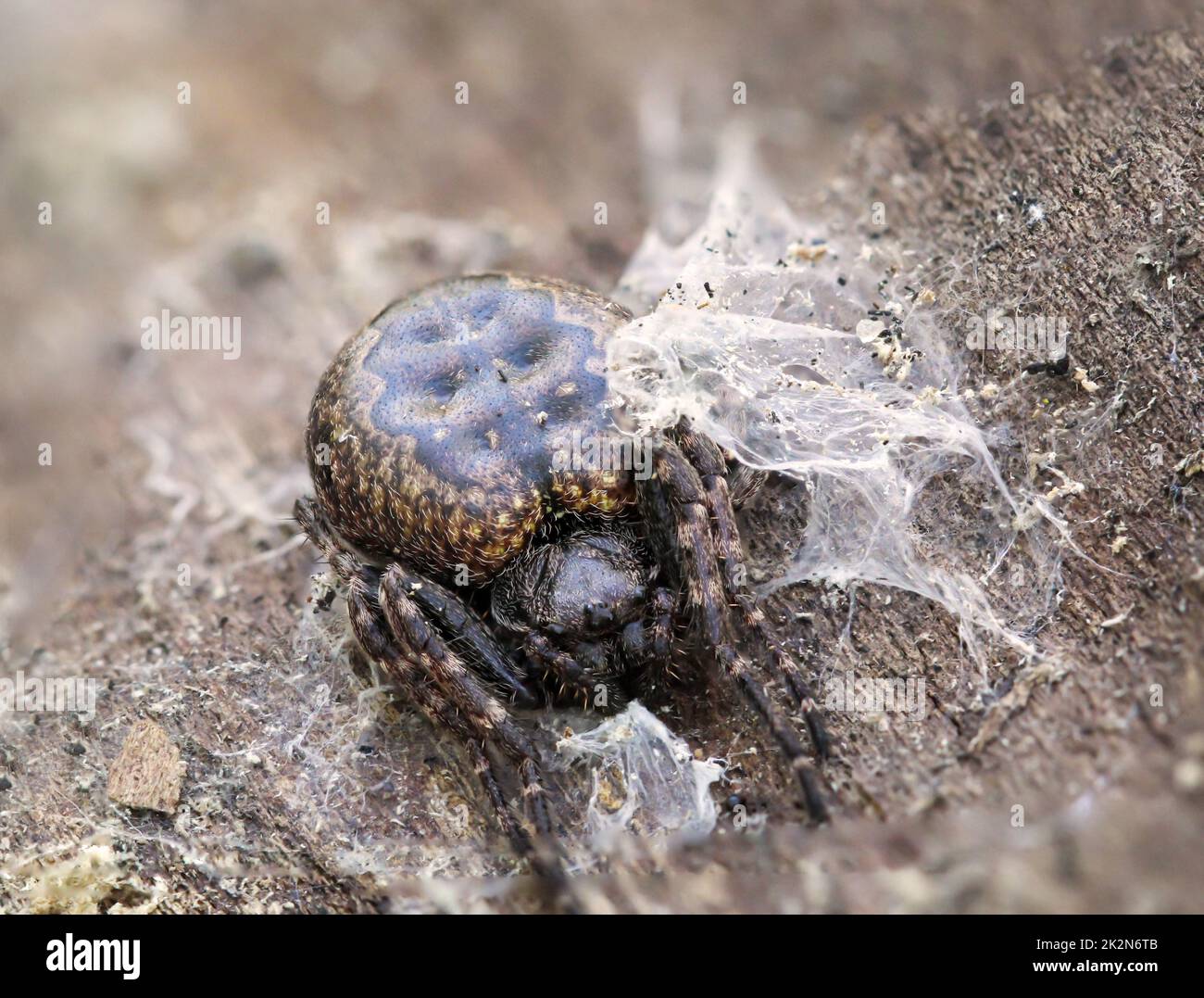 Streamer spider hi-res stock photography and images - Alamy
