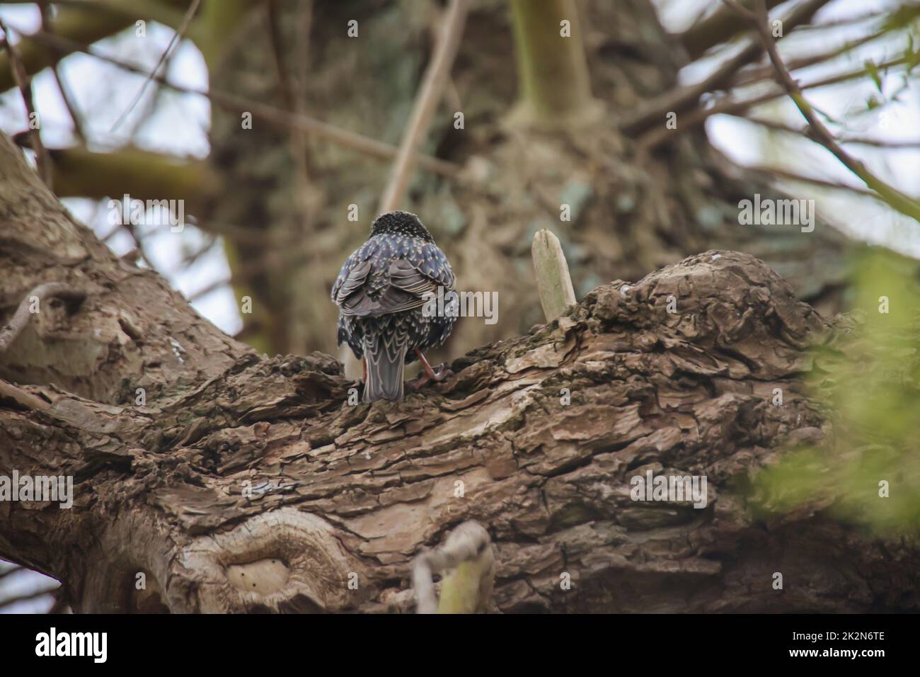 On a tree near the nesting hole is a starling, songbird Stock Photo - Alamy