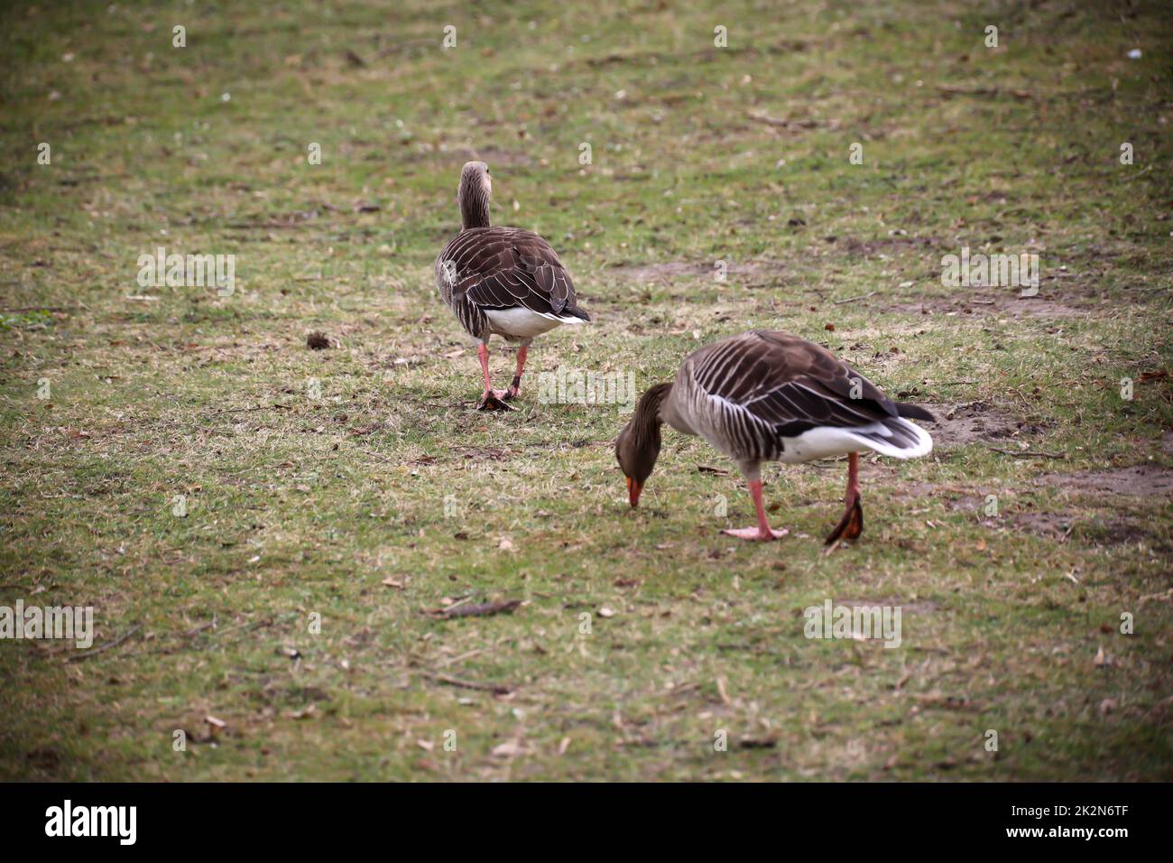 A gray goose on a green area next to a lake Stock Photo - Alamy