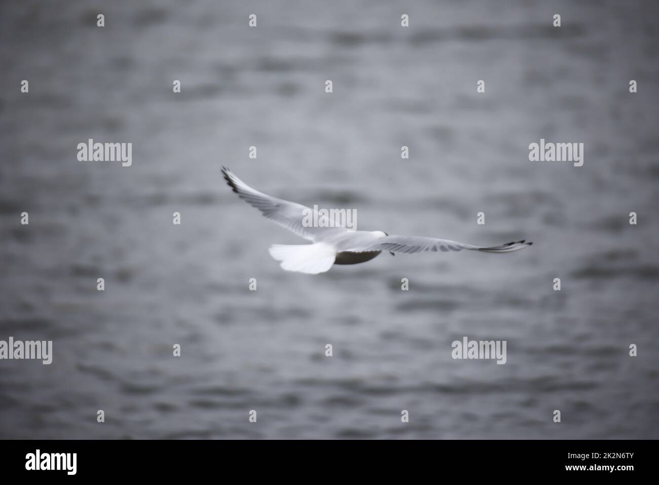Beautiful shot seagull sitting hi-res stock photography and images - Alamy