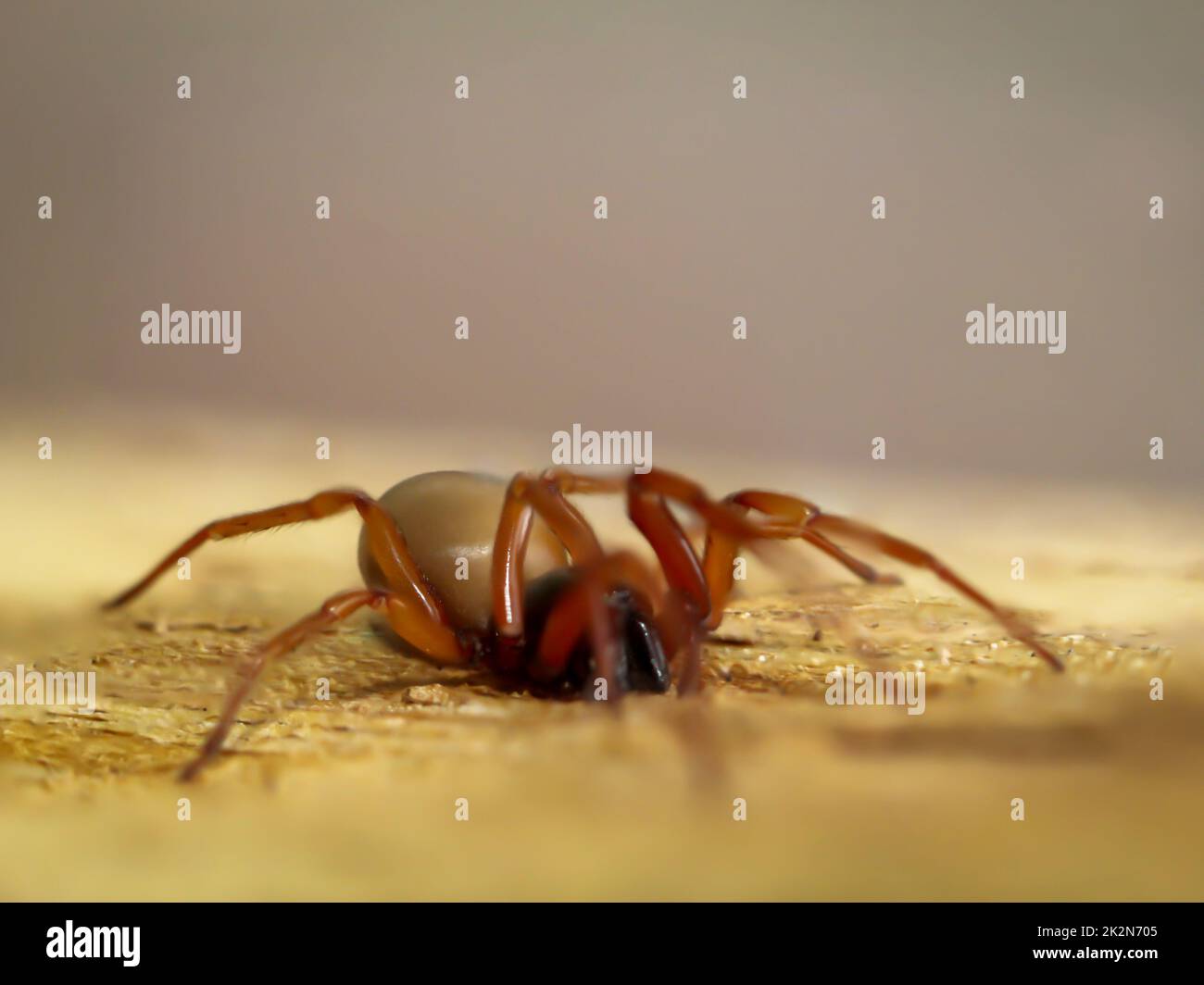 Close-up of a six-eyed spider. It is a family of the true web spiders ...