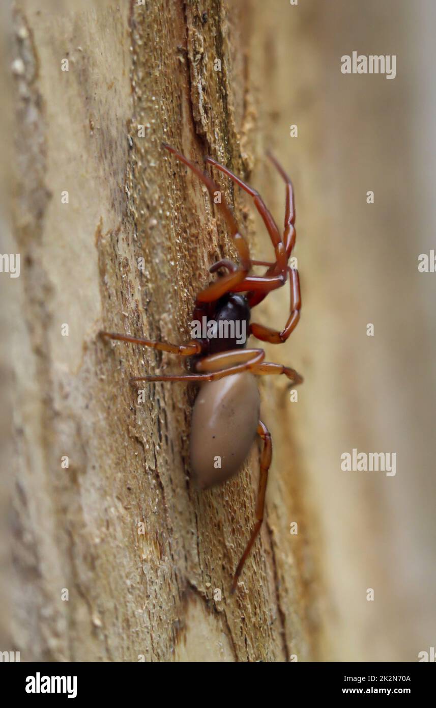Close-up of a six-eyed spider. It is a family of the true web spiders ...