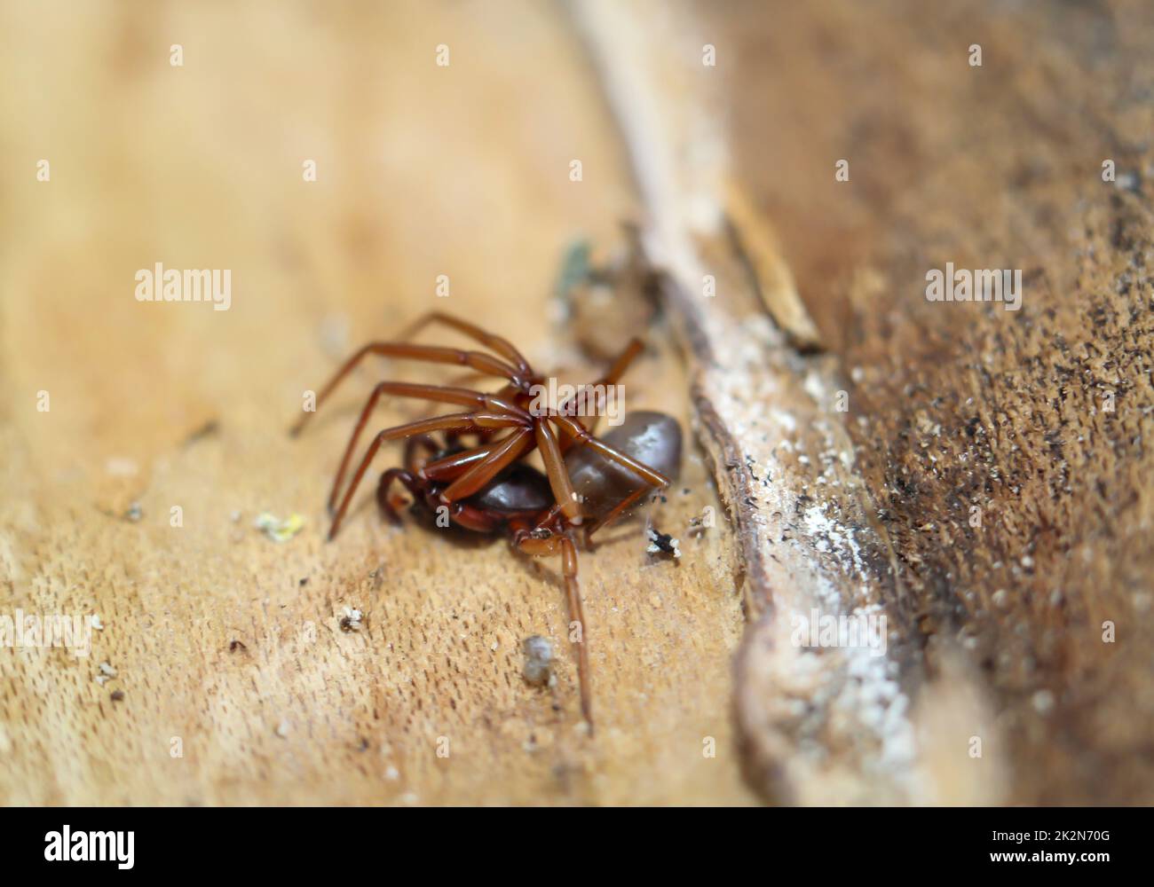Close-up of a six-eyed spider. It is a family of the true web spiders ...