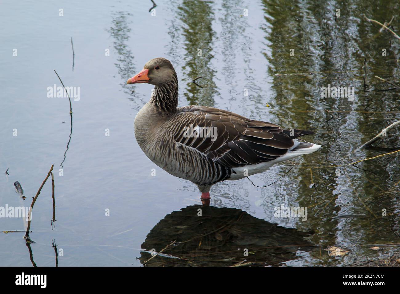 Gray goose on lake hi-res stock photography and images - Alamy