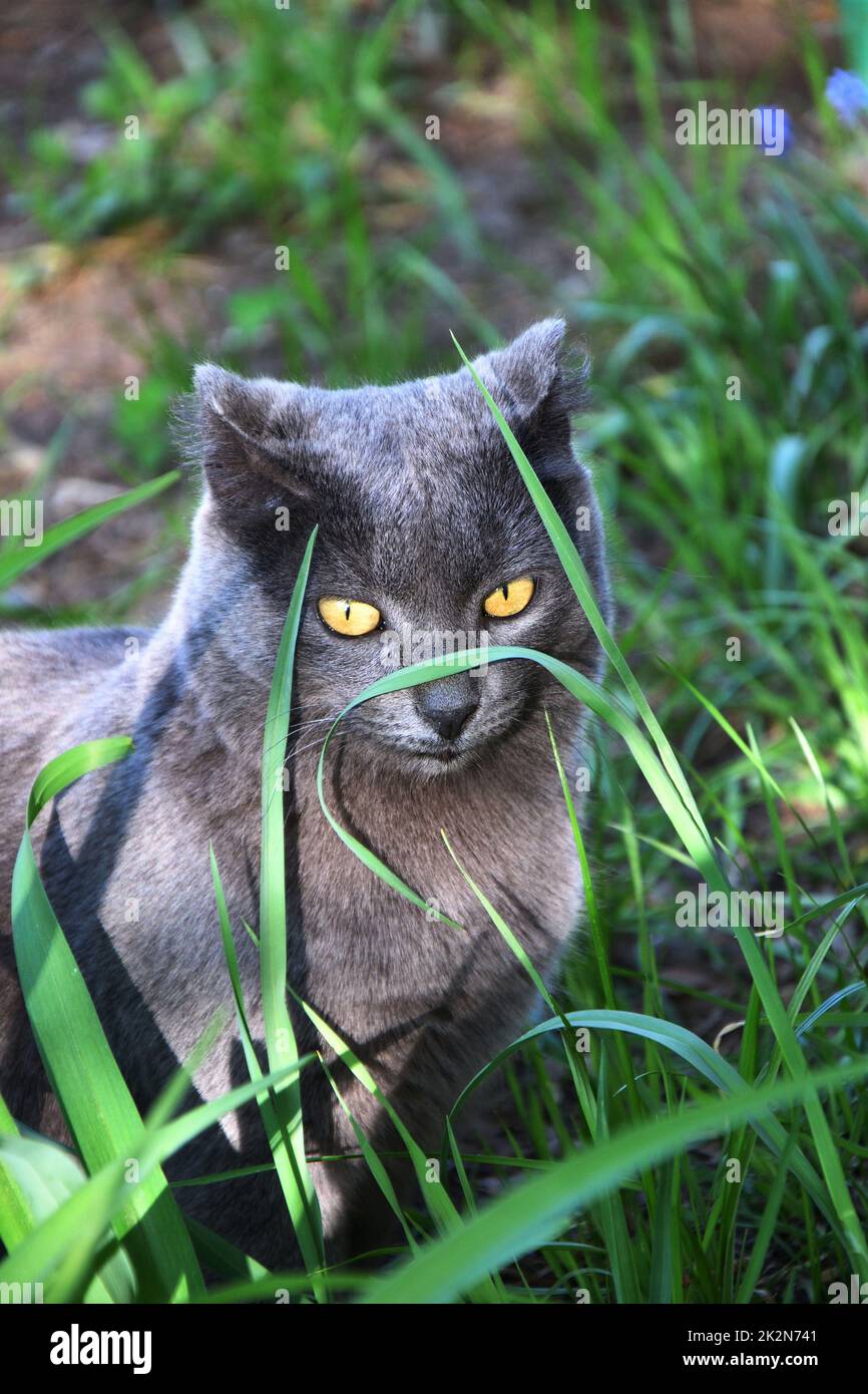 Cat of the Chartreuse breed or a Cartesian cat Stock Photo - Alamy