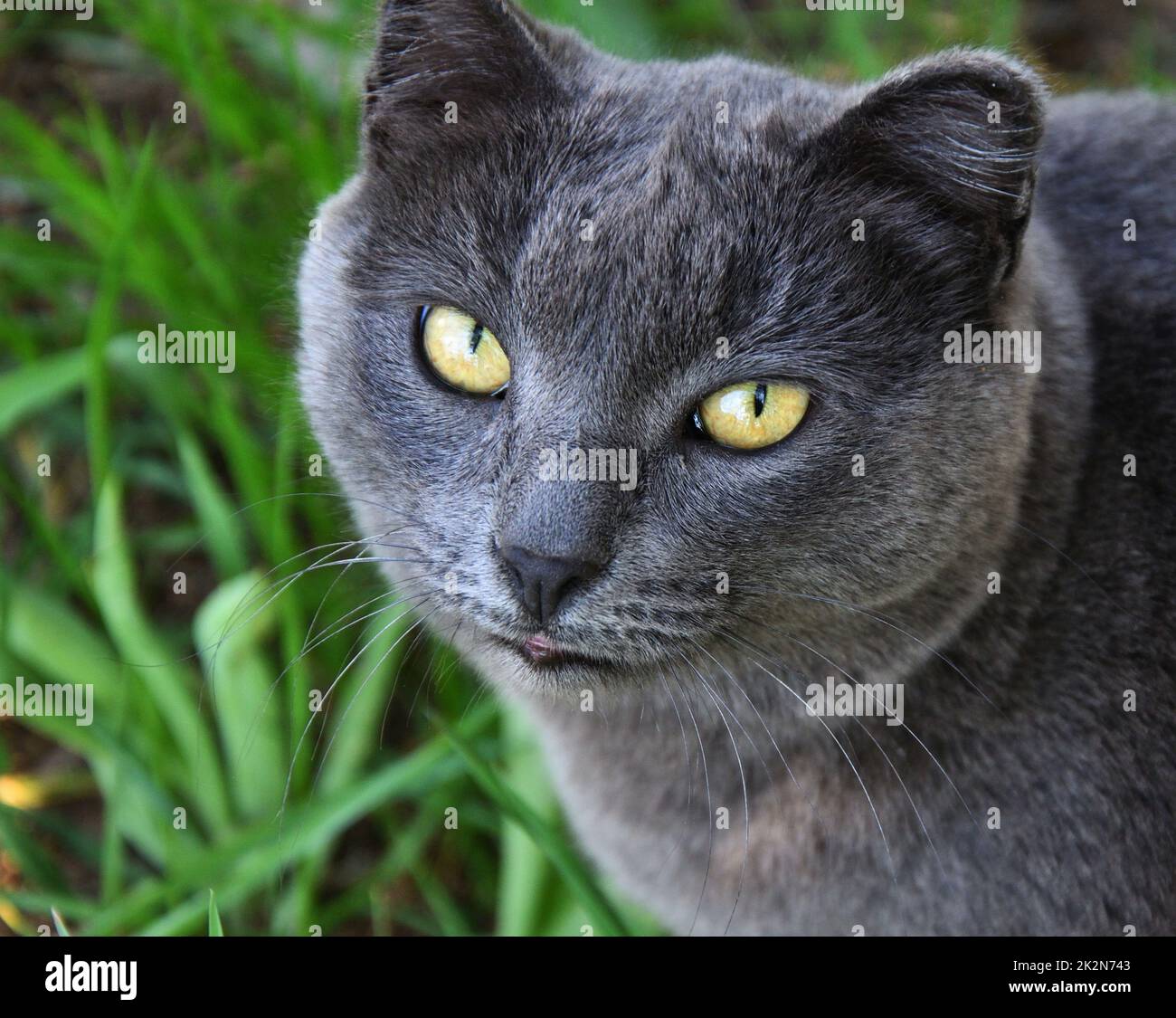 Cat of the Chartreuse breed or a Cartesian cat Stock Photo - Alamy
