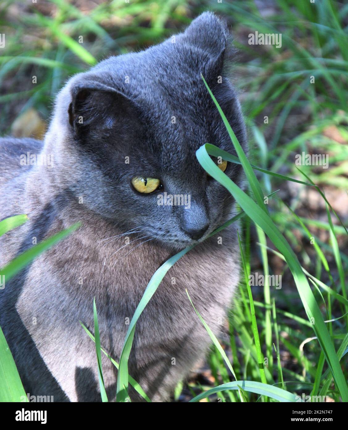 Cat of the Chartreuse breed or a Cartesian cat Stock Photo - Alamy