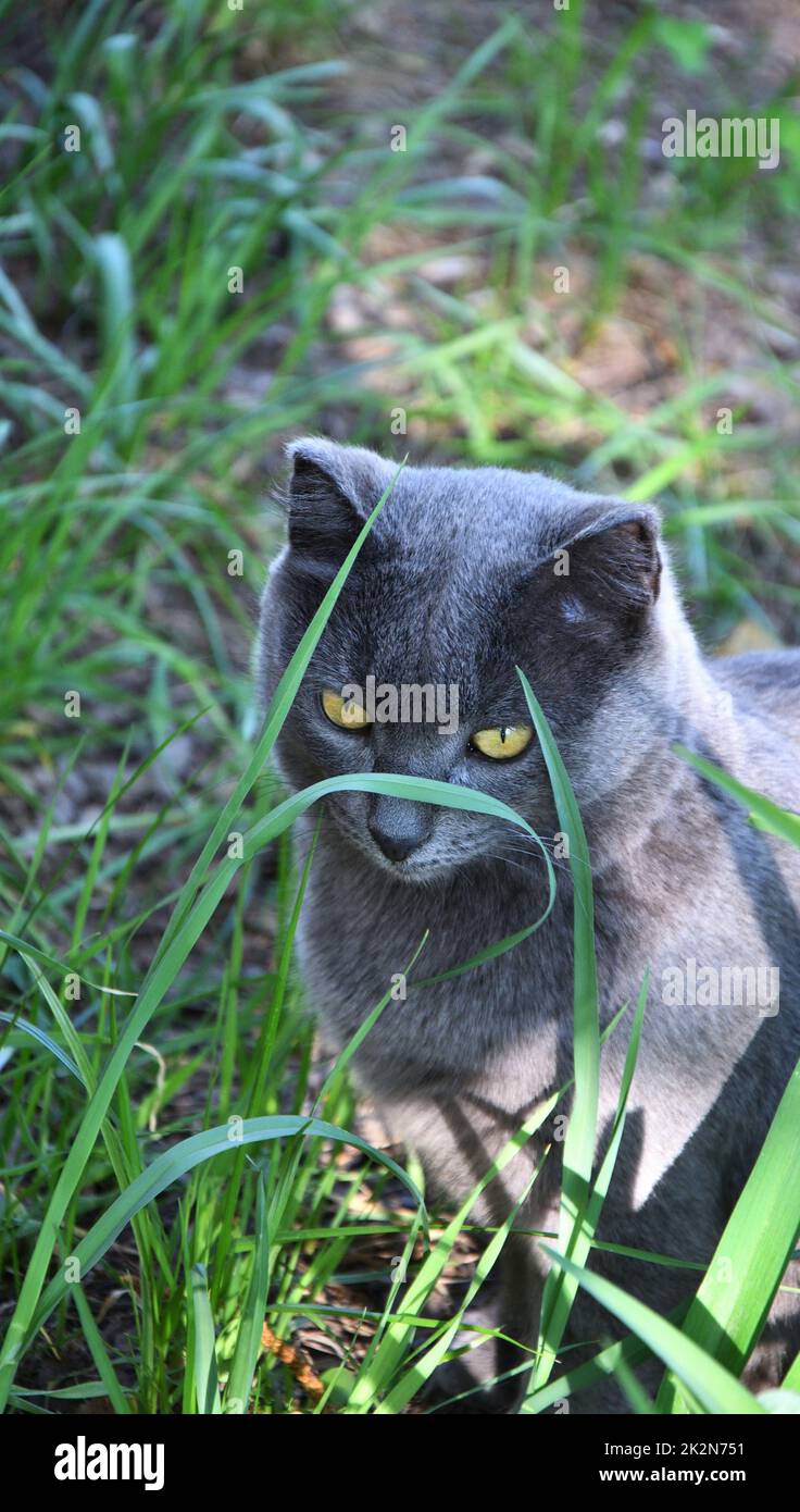 Cat of the Chartreuse breed or a Cartesian cat Stock Photo - Alamy