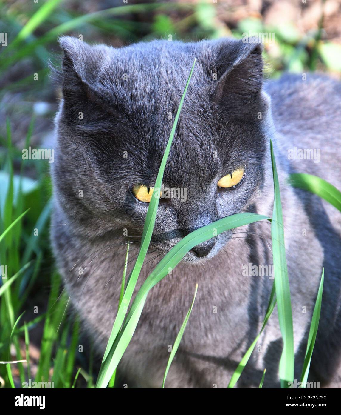 Cat of the Chartreuse breed or a Cartesian cat Stock Photo - Alamy
