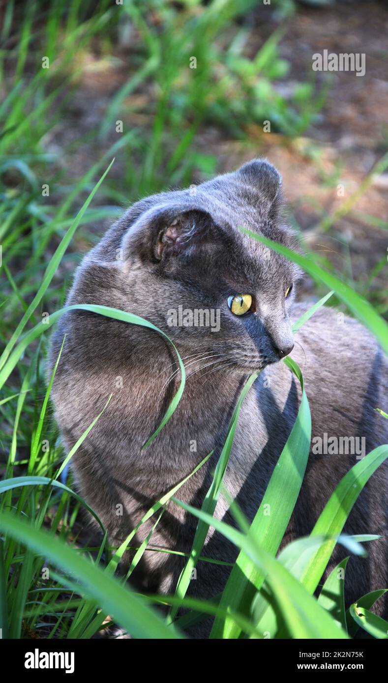 Cat of the Chartreuse breed or a Cartesian cat Stock Photo - Alamy